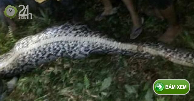 Indonesia: Kinh hoàng mổ bụng trăn 7m thấy người nằm trong
