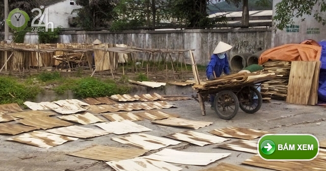 Bóc ván gỗ... ra tiền
