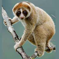 Phát hiện loài cu li có nọc độc