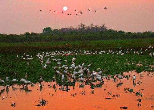 Dam lay Pantanal: Đầm nước ngọt nổi tiếng thế giới