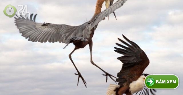 Chim diệc tung đòn kungfu đánh đuổi đại bàng