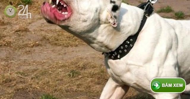 Mỹ: 15 người đứng nhìn chó pit pull cắn chết bé trai 7 tuổi